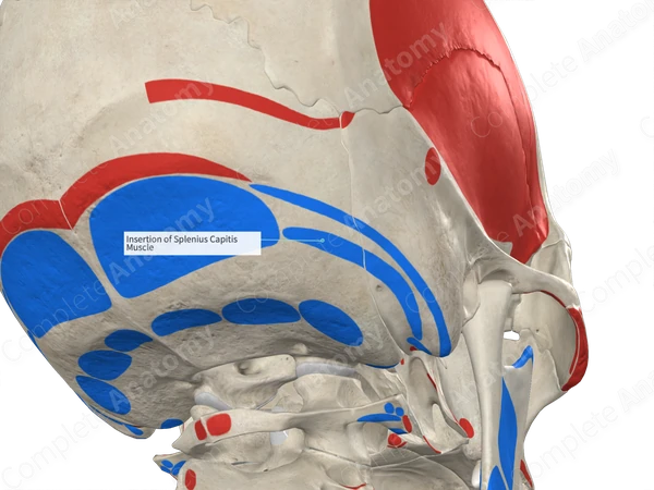 Insertion of Splenius Capitis Muscle | Complete Anatomy