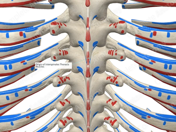 Origin of Interspinales Thoracis Muscles | Complete Anatomy