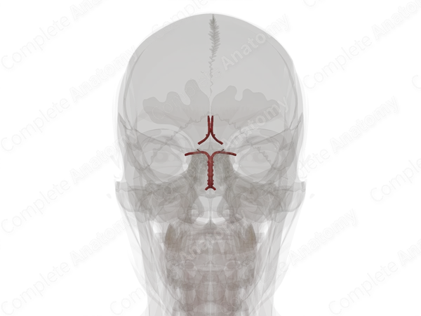 Cerebral Arterial Circle | Complete Anatomy