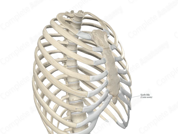 Sixth Rib | Complete Anatomy