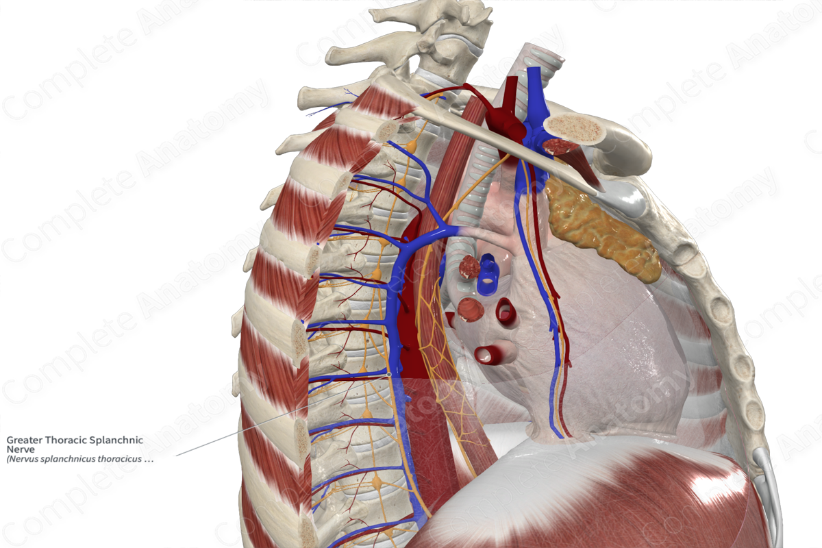 Anatomy Thorax Greater Splanchnic Nerves Statpearls N