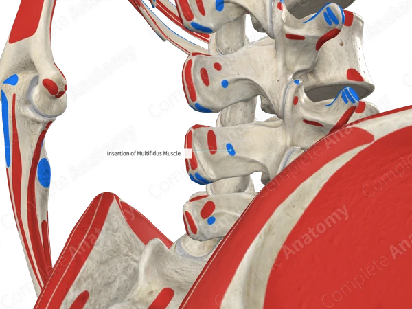 Insertion of Multifidus Muscle | Complete Anatomy
