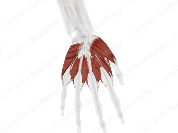 Muscles of Hand (Left) | Complete Anatomy