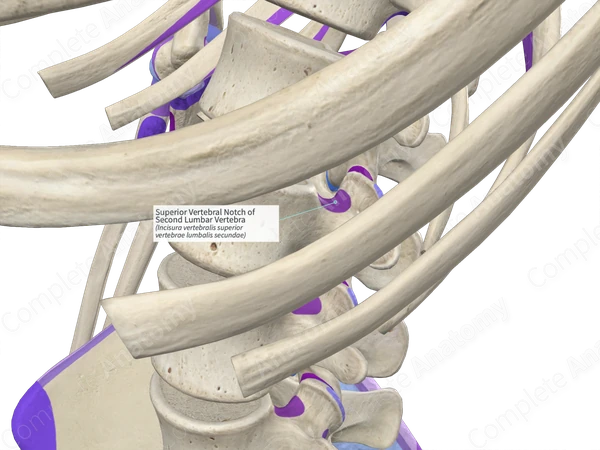 Superior Vertebral Notch of Second Lumbar Vertebra (Left) | Complete ...