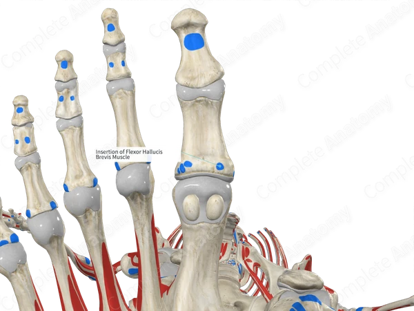 Insertion of Flexor Hallucis Brevis Muscle | Complete Anatomy