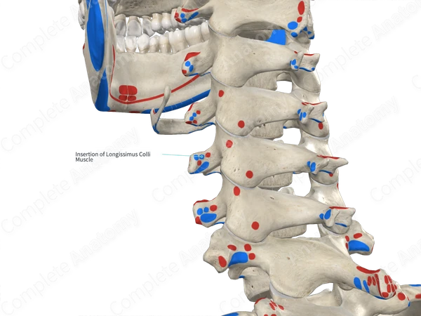 Insertion of Longissimus Colli Muscle | Complete Anatomy