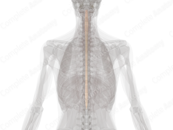 White Matter of Spinal Cord | Complete Anatomy