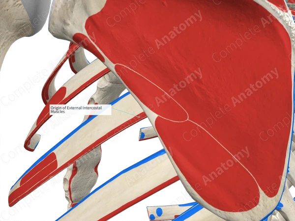 Origin of External Intercostal Muscles | Complete Anatomy