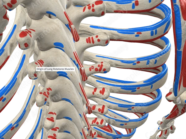 Origin of Long Rotatores Muscles | Complete Anatomy