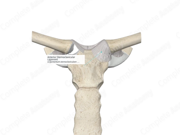 Anterior Sternoclavicular Ligament | Complete Anatomy