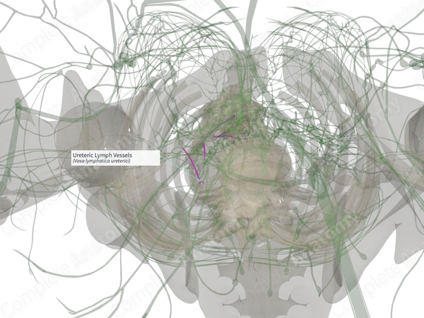 Ureteric Lymph Vessels (Right) | Complete Anatomy
