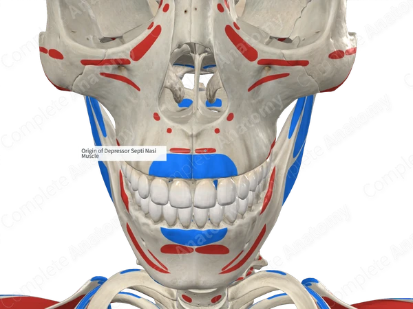 Origin of Depressor Septi Nasi Muscle | Complete Anatomy