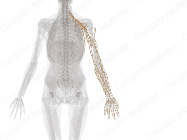 Nerves of Upper Limb (Left) | Complete Anatomy