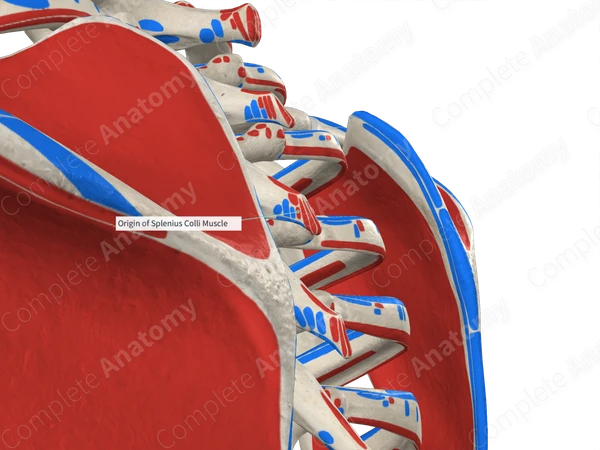 Origin of Splenius Colli Muscle | Complete Anatomy