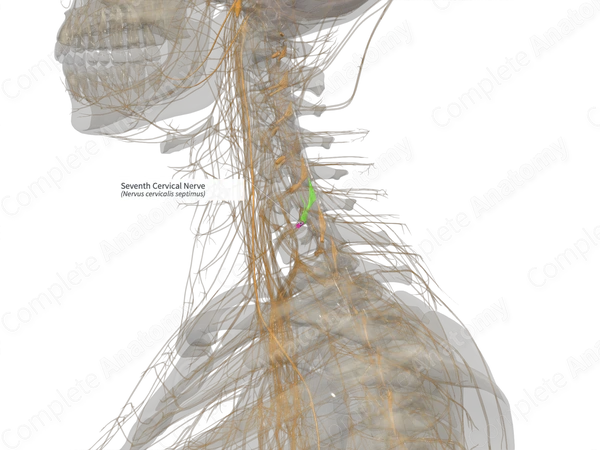 Seventh Cervical Nerve (Left) | Complete Anatomy