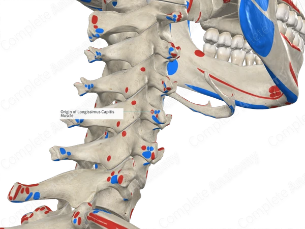 Origin of Longissimus Capitis Muscle | Complete Anatomy