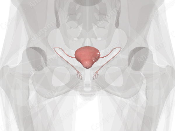 Uterus Anatomie Video – Anatomie De Col Utérin – ZLFHD