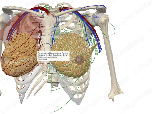 Suspensory Ligaments of Breast (Inferior Medial Quadrant; Right ...