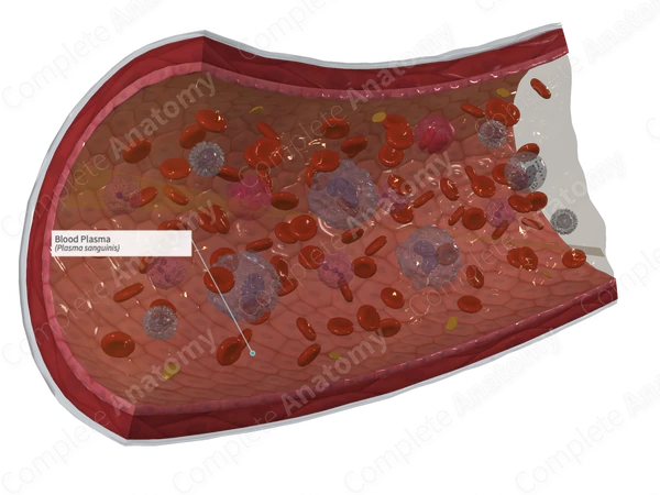Blood Plasma | Complete Anatomy
