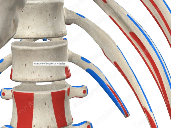 Insertion of Subcostal Muscles | Complete Anatomy