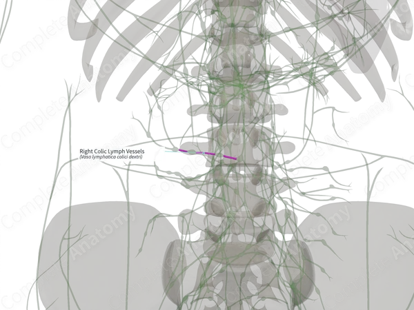 Right Colic Lymph Vessels | Complete Anatomy