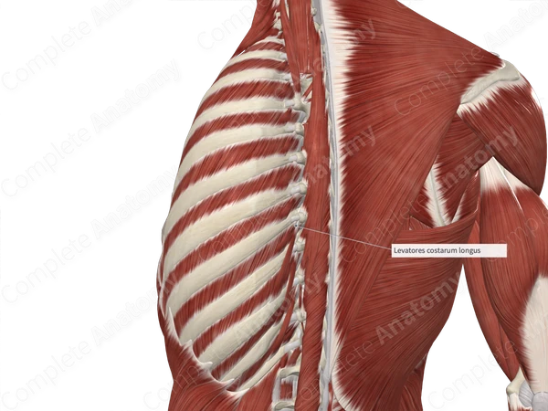 Levatores Costarum Longis Levatores Costarum Muscles: Anatomy, Origin,