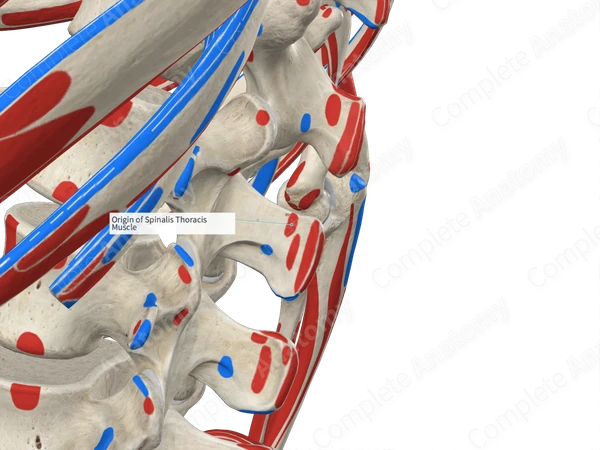 Origin of Spinalis Thoracis Muscle | Complete Anatomy
