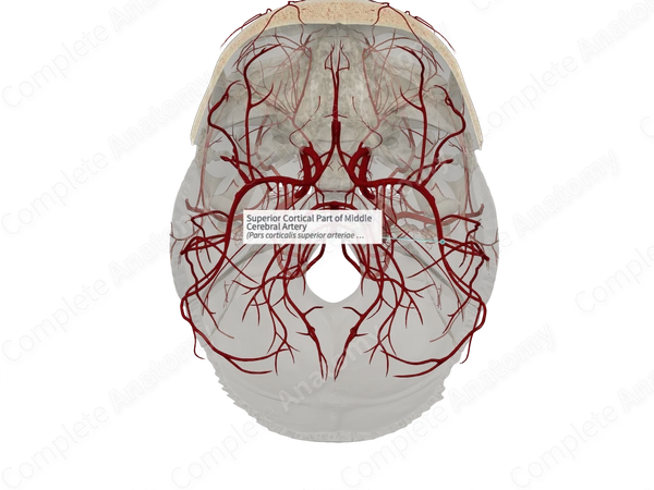 Superior Cortical Part of Middle Cerebral Artery | Complete Anatomy