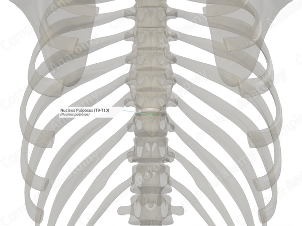 Nucleus Pulposus (T9-T10) | Complete Anatomy