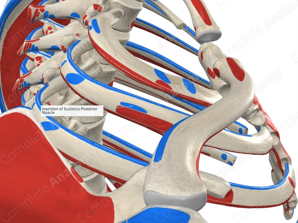 Insertion of Scalenus Posterior Muscle | Complete Anatomy