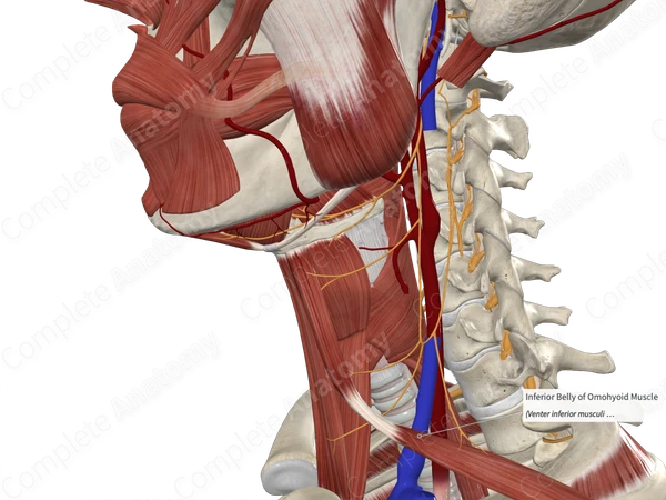 Inferior Belly of Omohyoid Muscle | Complete Anatomy