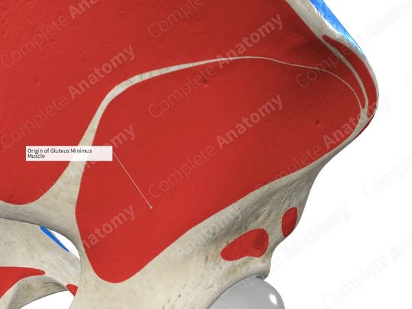 Origin of Gluteus Minimus Muscle | Complete Anatomy