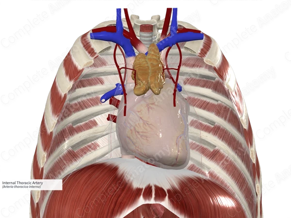 Internal Thoracic Artery | Complete Anatomy