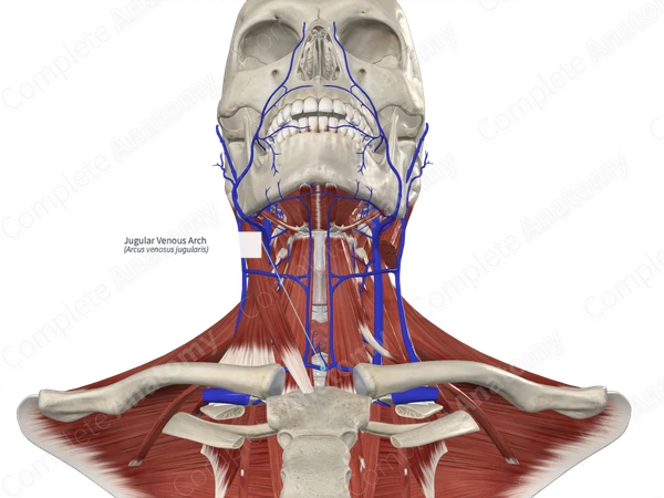 Jugular Venous Arch | Complete Anatomy