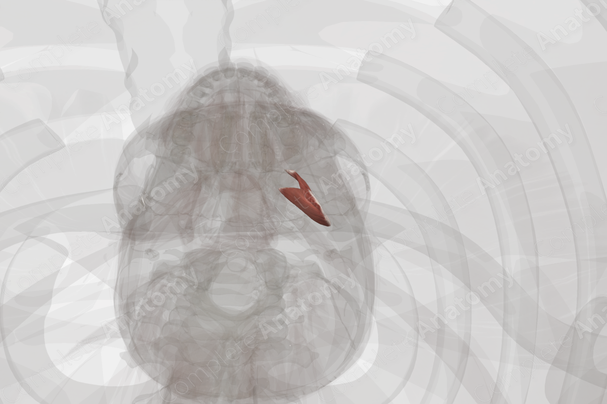 Medial Pterygoid Muscle Left Complete Anatomy