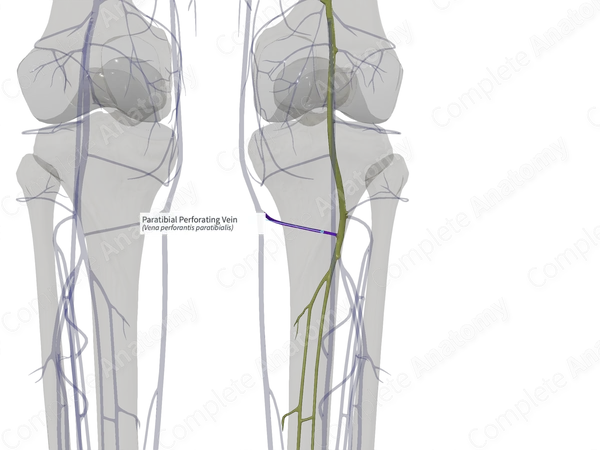 Paratibial Perforating Vein (Left) | Complete Anatomy