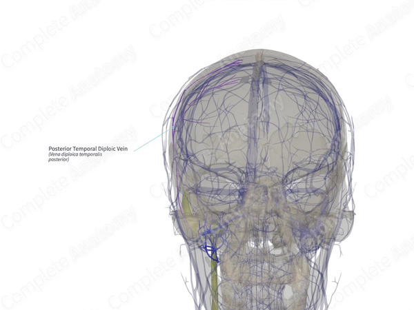Posterior Temporal Diploic Vein (Right) | Complete Anatomy