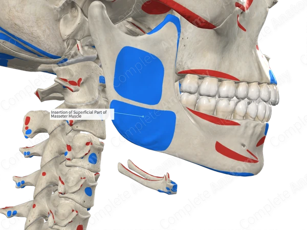 Insertion of Superficial Part of Masseter Muscle | Complete Anatomy