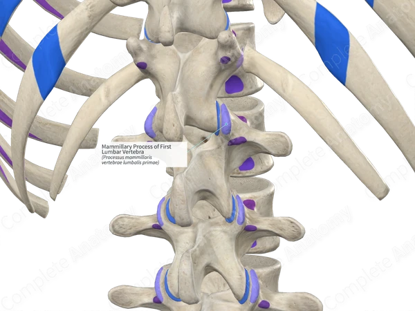 Mammillary Process of First Lumbar Vertebra (Right) | Complete Anatomy