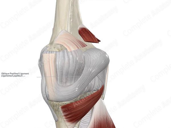 Oblique Popliteal Ligament | Complete Anatomy