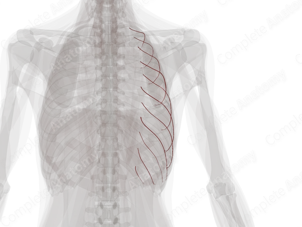 Collateral Branches of Posterior Intercostal Arteries (Left) | Complete ...