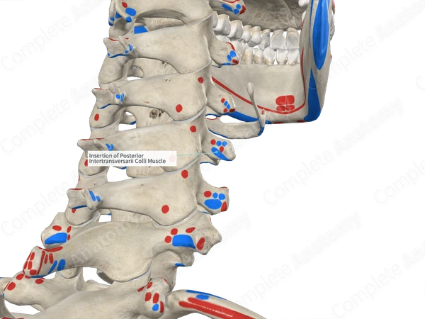 Insertion of Posterior Intertransversarii Colli Muscle | Complete Anatomy