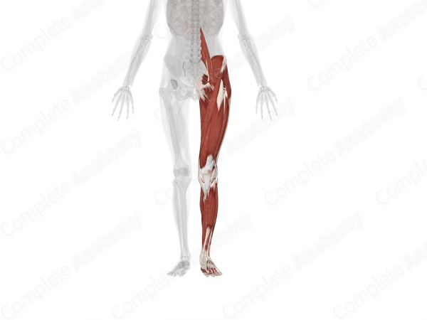 Muscles of Lower Limb (Left) | Complete Anatomy