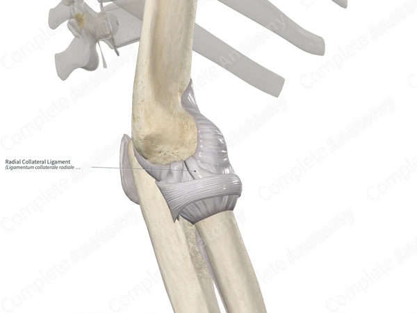 Radial Collateral Ligament | Complete Anatomy