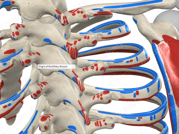 Origin of Multifidus Muscle | Complete Anatomy