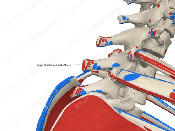 Origin of Splenius Capitis Muscle | Complete Anatomy