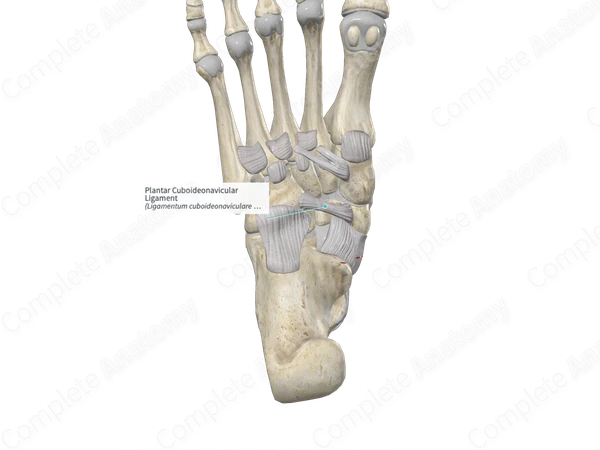 Plantar Cuboideonavicular Ligament | Complete Anatomy