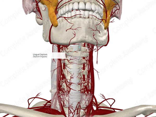 Lingual Septum | Complete Anatomy