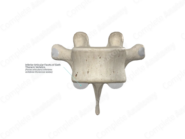 Inferior Articular Facets of Sixth Thoracic Vertebra | Complete Anatomy