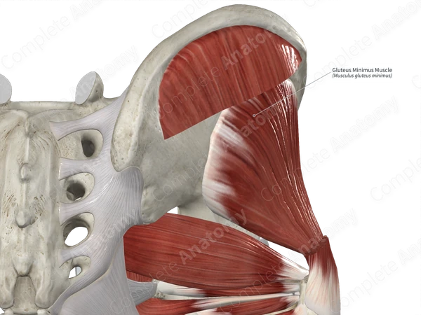 Gluteus Minimus Anatomy